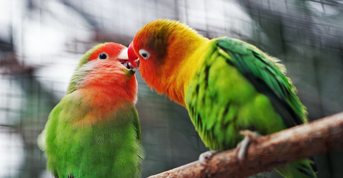 Couples Counselling Is It Ever Too Late Human Givens